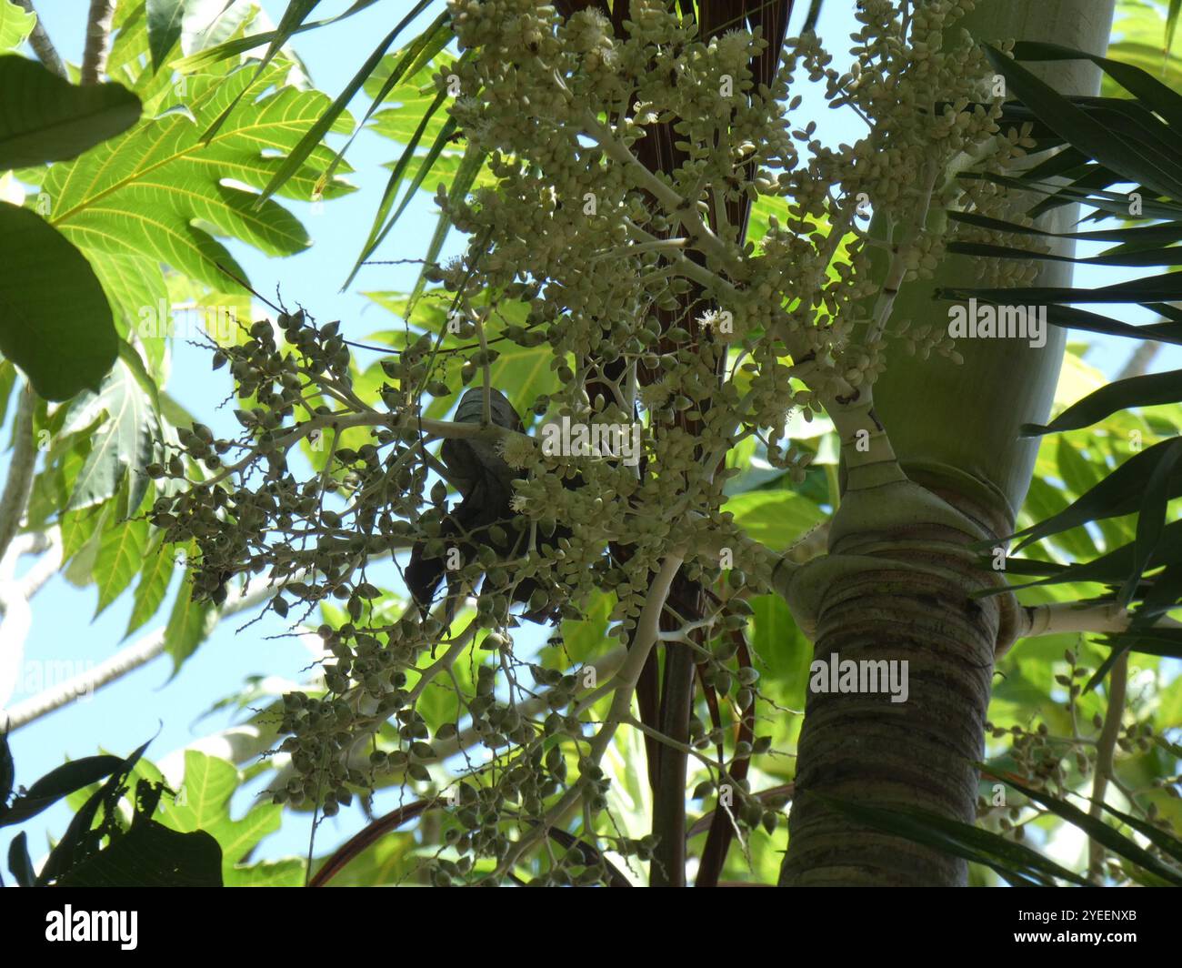 Manila Palm (Adonidia merrillii Stock Photo - Alamy