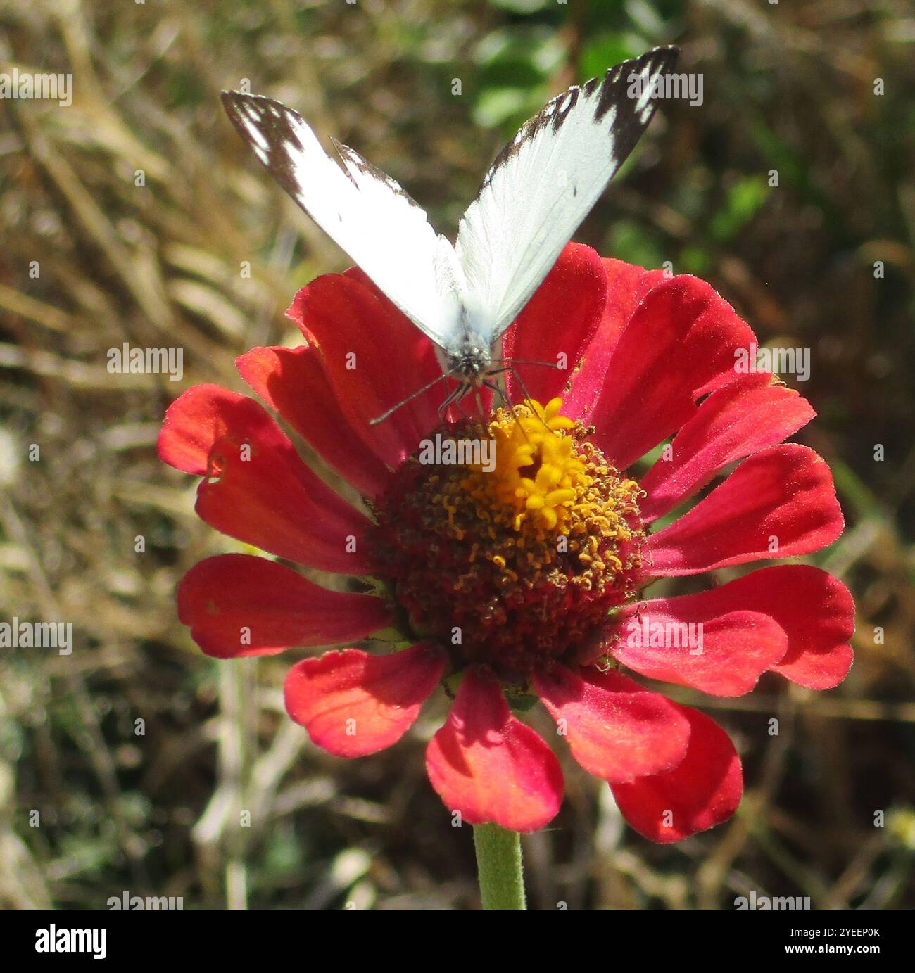 African Common White (Belenois creona severina Stock Photo - Alamy