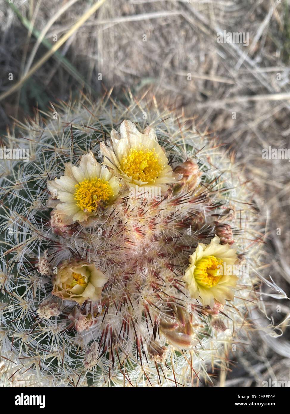 Mountain Ball Cactus (Pediocactus simpsonii Stock Photo - Alamy