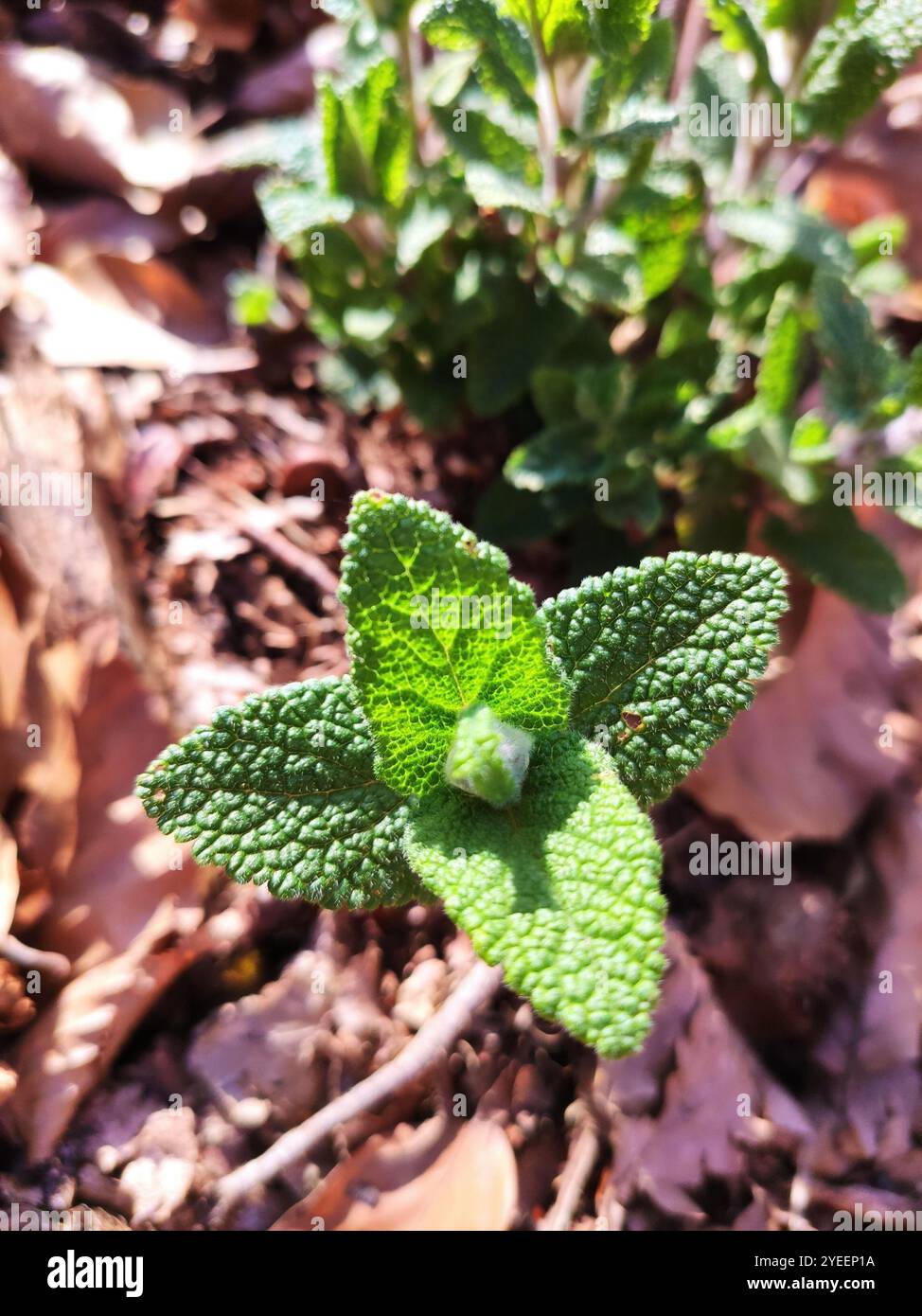 mint family (Lamiaceae Stock Photo - Alamy