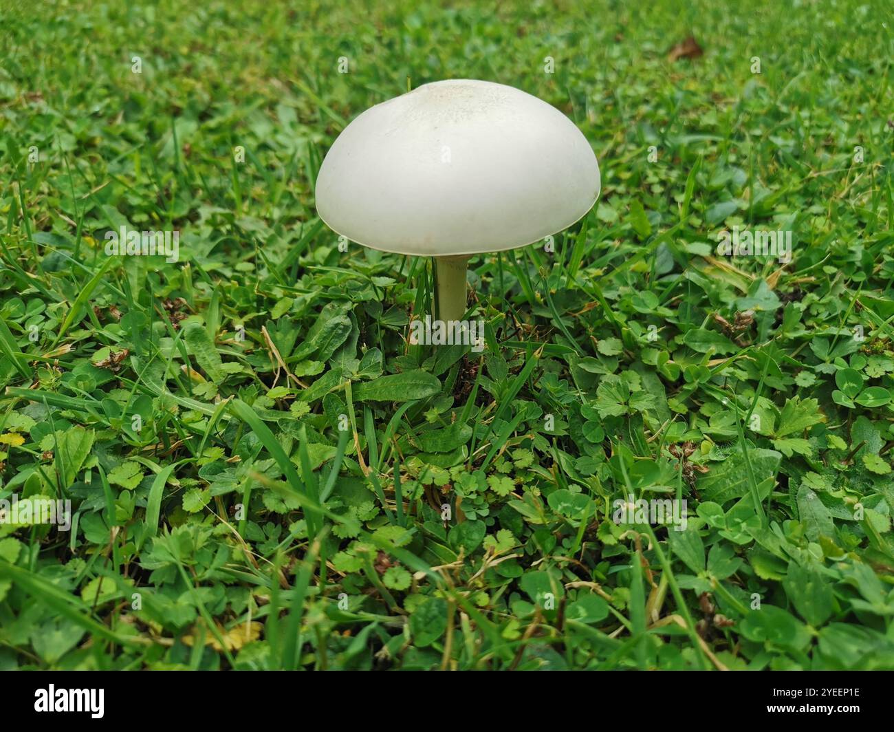 White Dapperling (Leucoagaricus leucothites Stock Photo - Alamy