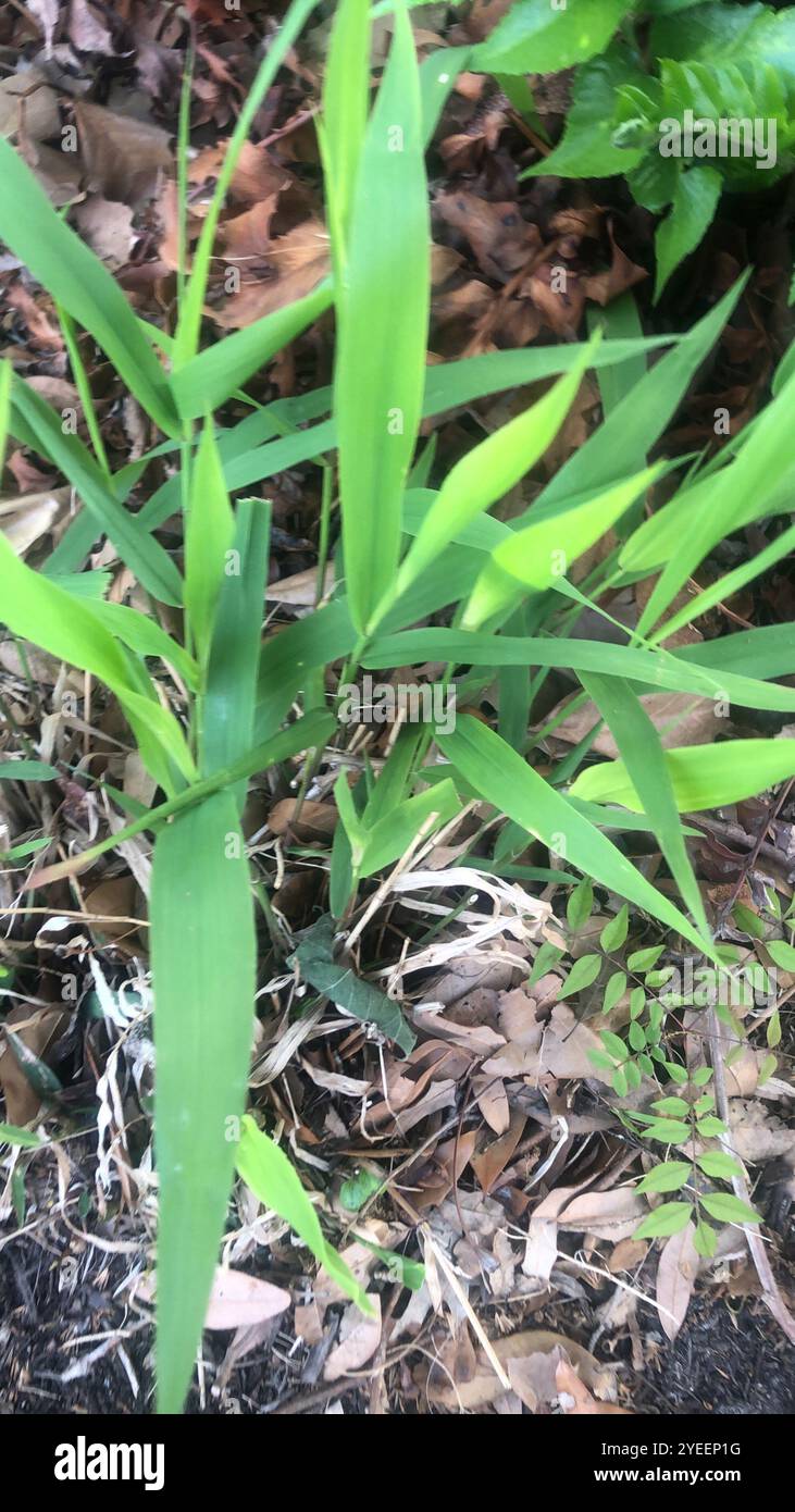 inland wood oats (Chasmanthium latifolium Stock Photo - Alamy