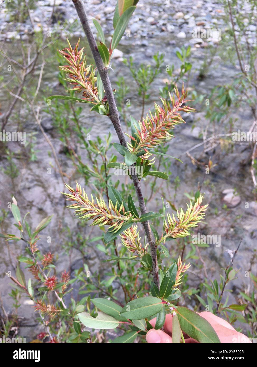 Salix prolixa hi-res stock photography and images - Alamy