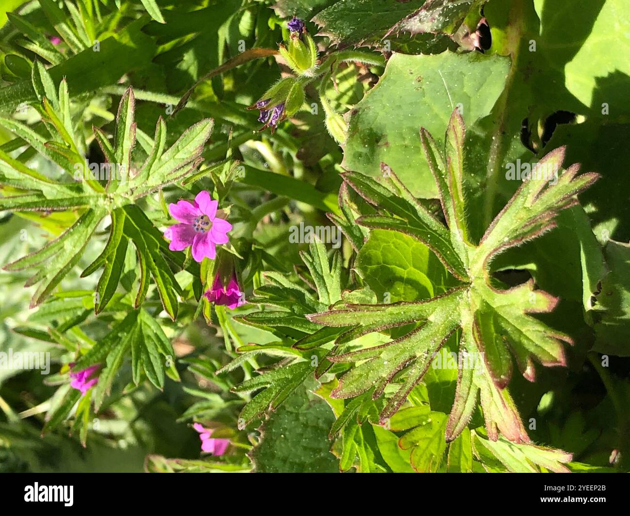 Cut-leaved crane's-bill (Geranium dissectum Stock Photo - Alamy