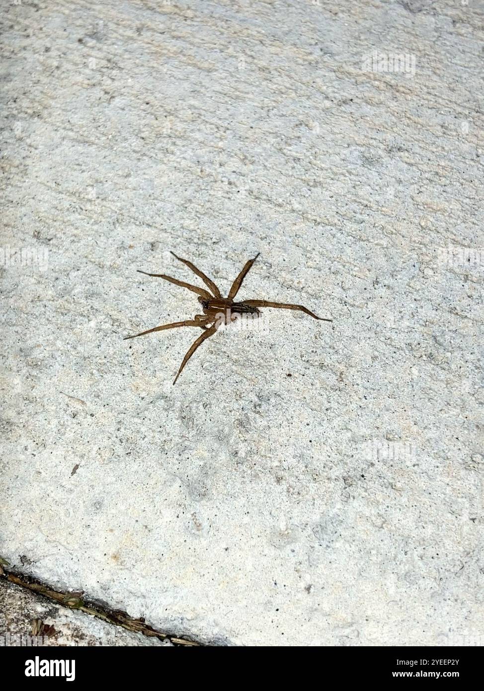 Wolf Spiders and Allies (Lycosoidea Stock Photo - Alamy
