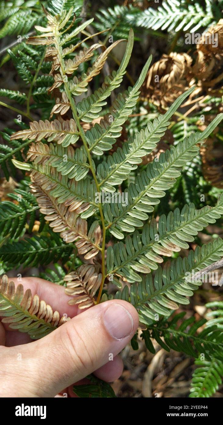 Austral Bracken (Pteridium esculentum Stock Photo - Alamy