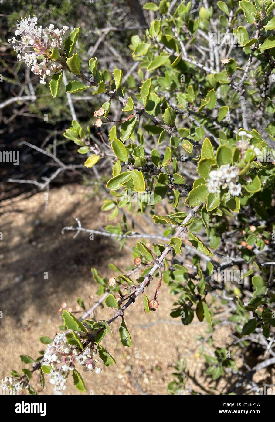 Cupped Leaf Ceanothus (Ceanothus perplexans Stock Photo - Alamy