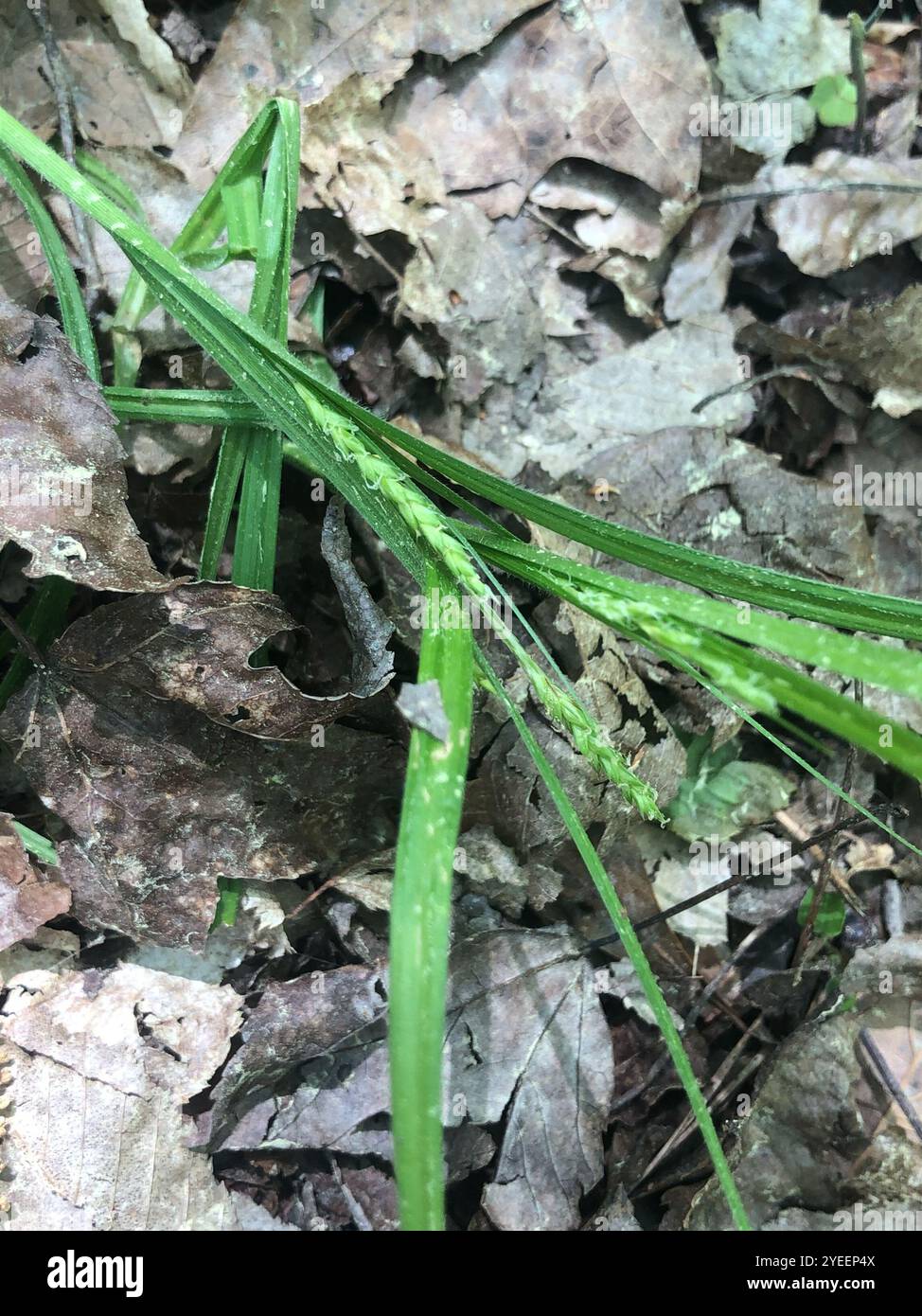 Sharpscale sedge (Carex oxylepis Stock Photo - Alamy