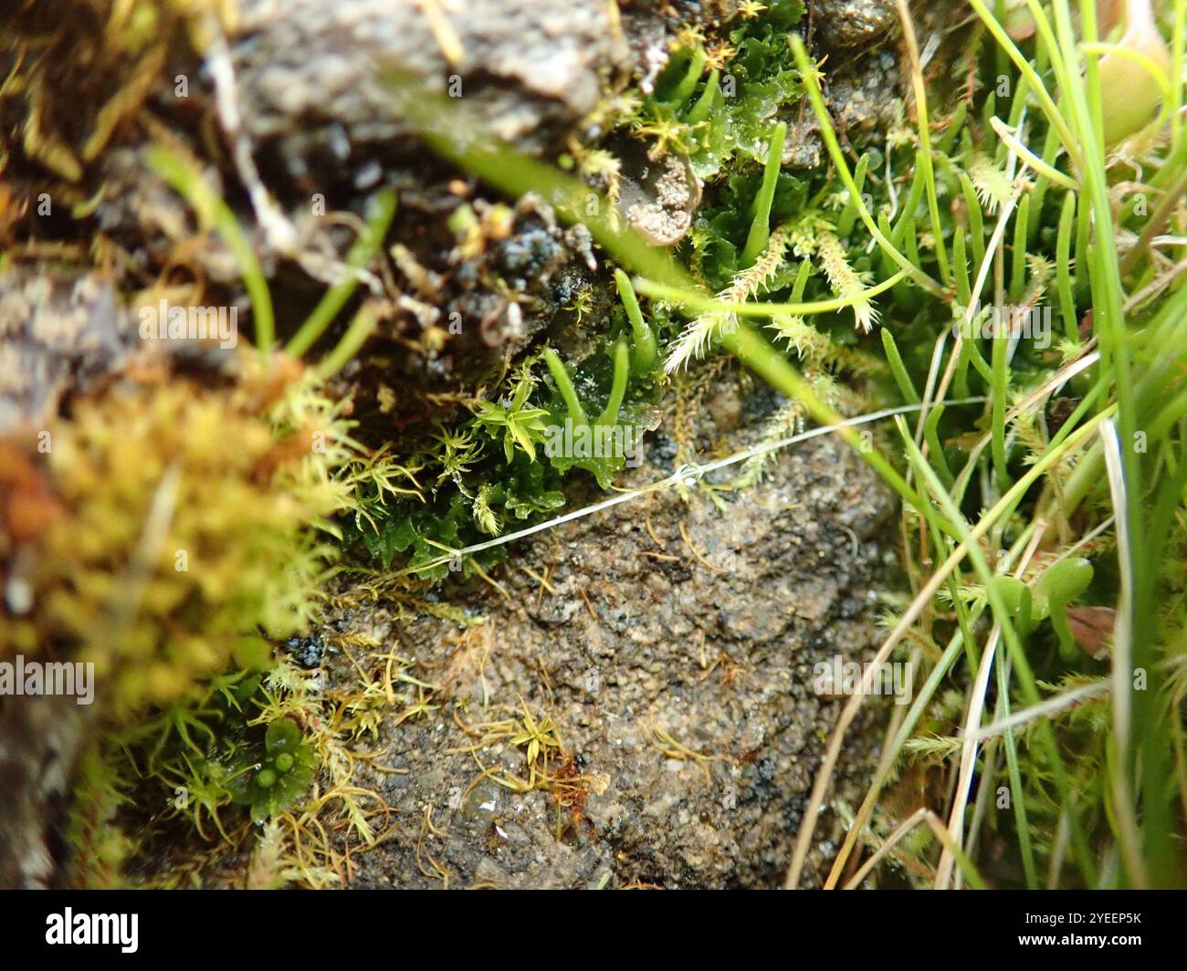 Anthoceros hi-res stock photography and images - Alamy