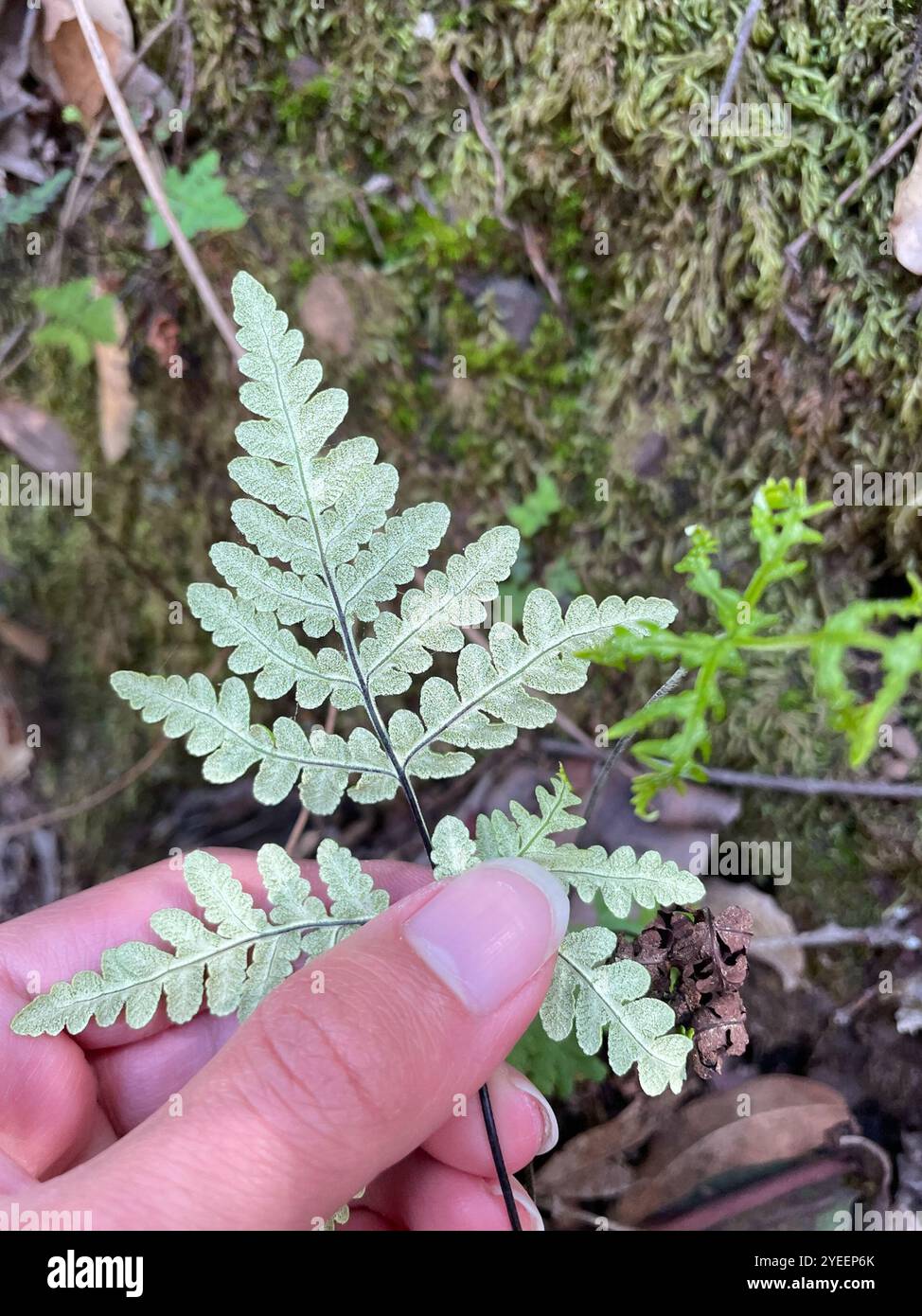 Goldback hi-res stock photography and images - Alamy