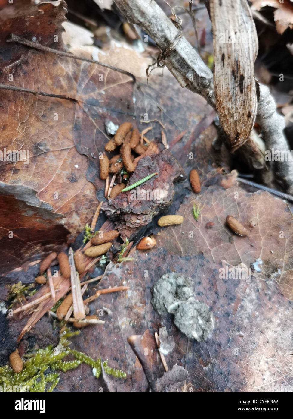 Siberian Flying Squirrel (Pteromys volans Stock Photo - Alamy
