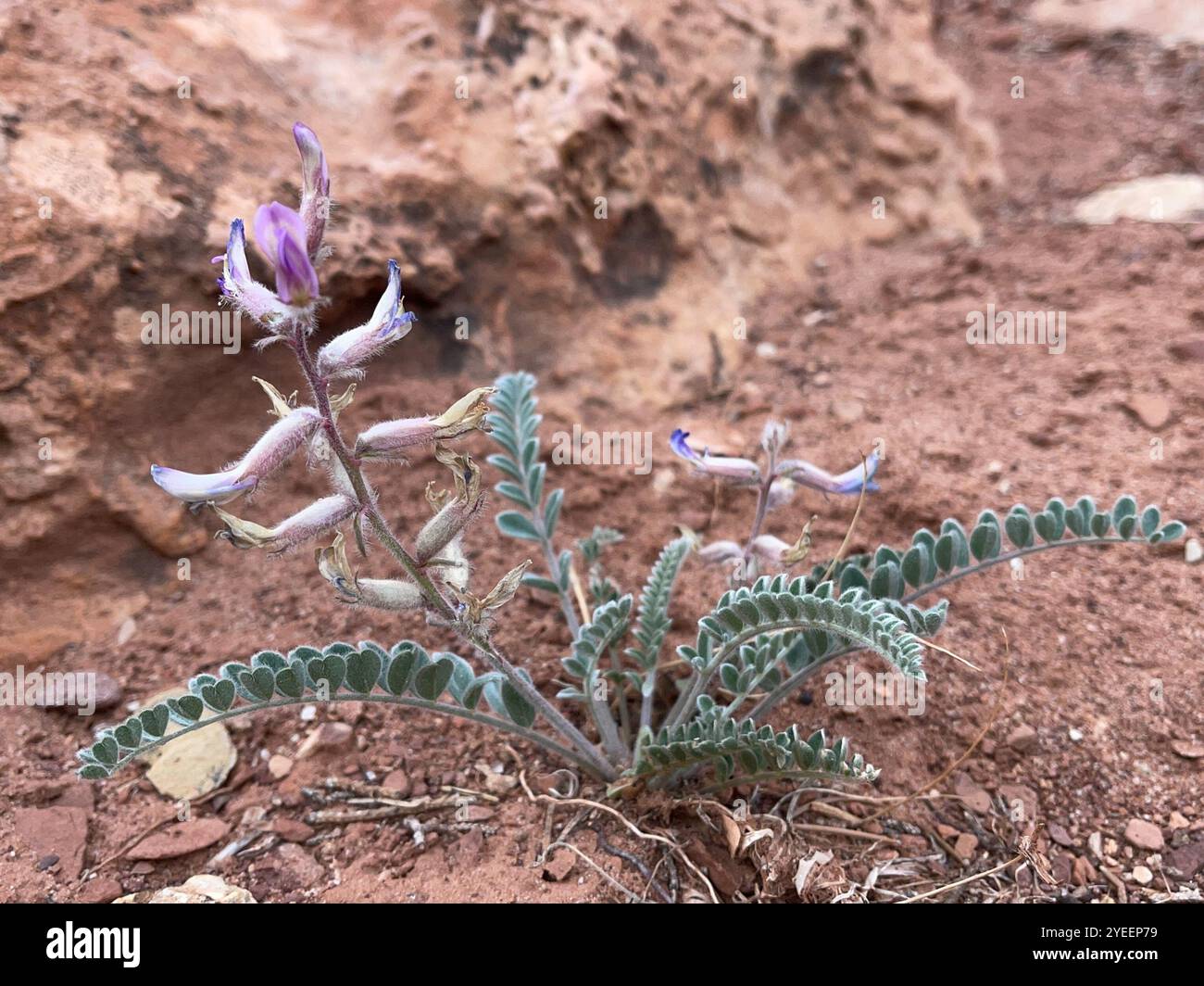 Woolly Locoweed (Astragalus mollissimus Stock Photo - Alamy