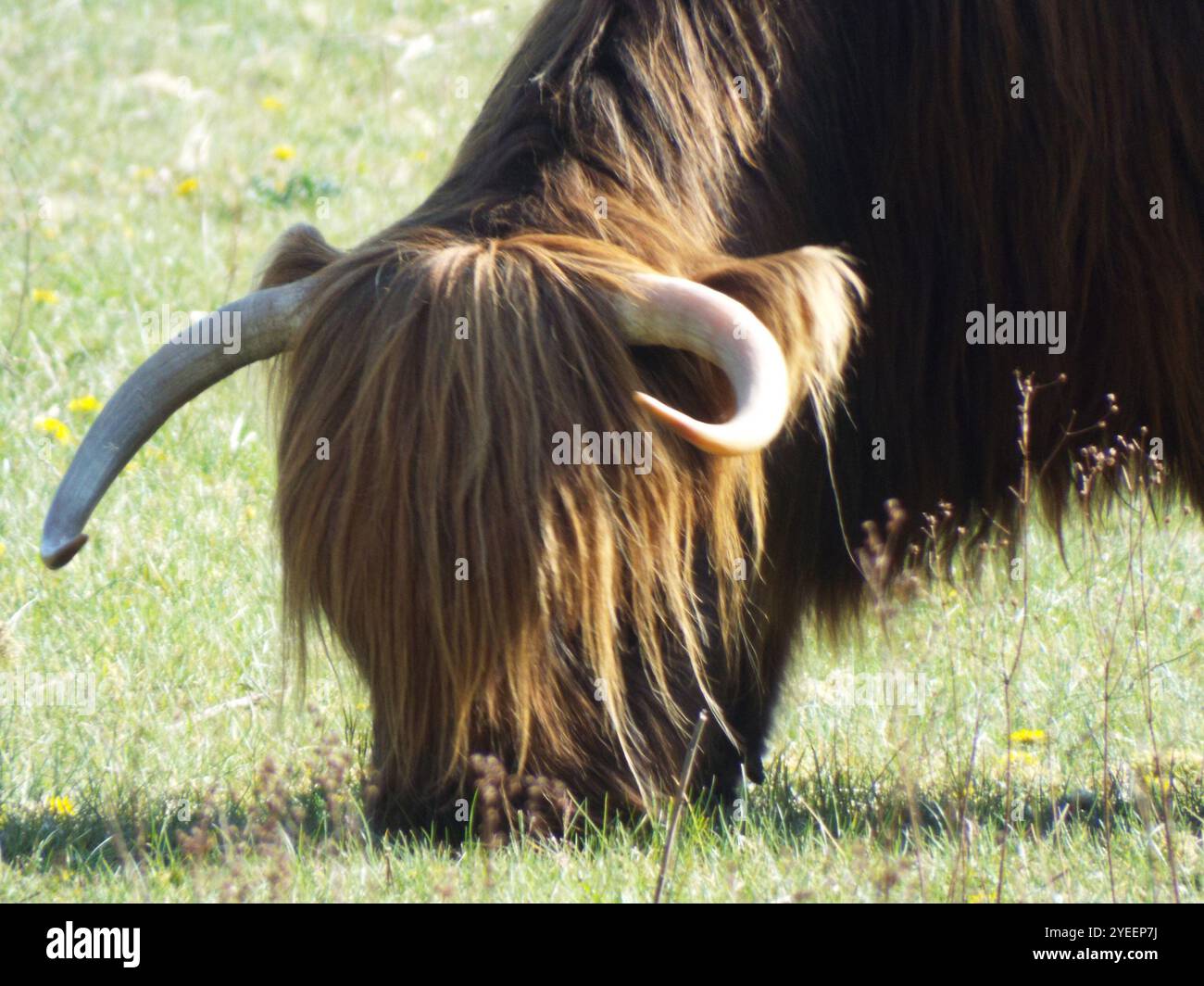 Domestic Cattle (Bos taurus Stock Photo - Alamy