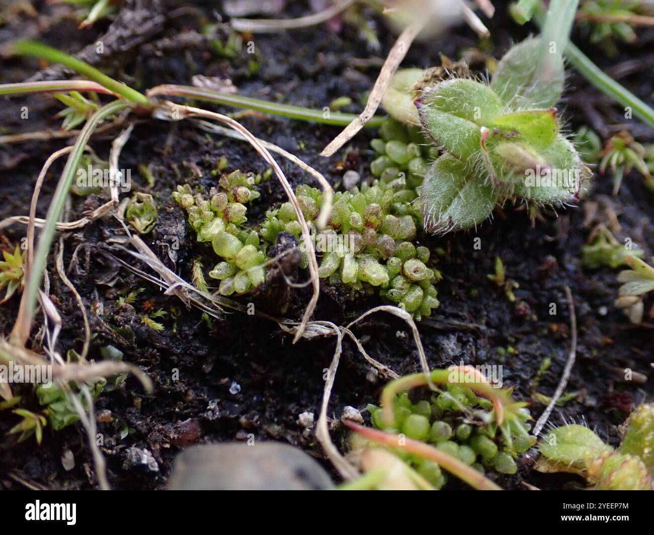 Texas Balloonwort (Sphaerocarpos texanus Stock Photo - Alamy