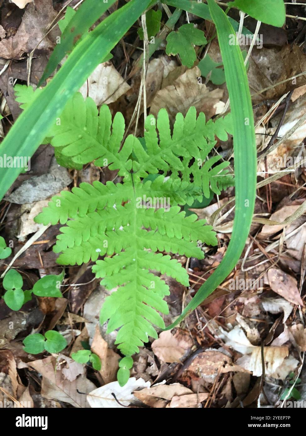 broad beech fern (Phegopteris hexagonoptera Stock Photo - Alamy
