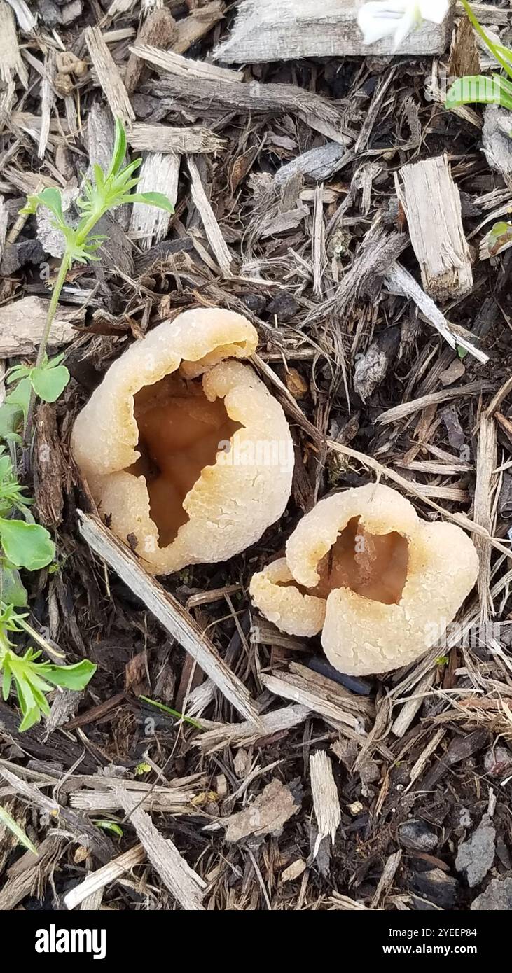 Pezizas, Desert Truffles, and Allies (Pezizaceae Stock Photo - Alamy