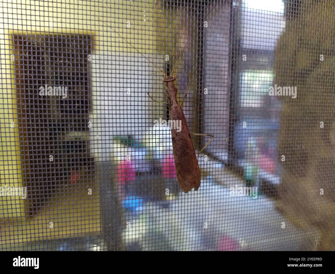 Tarachodes hi-res stock photography and images - Alamy