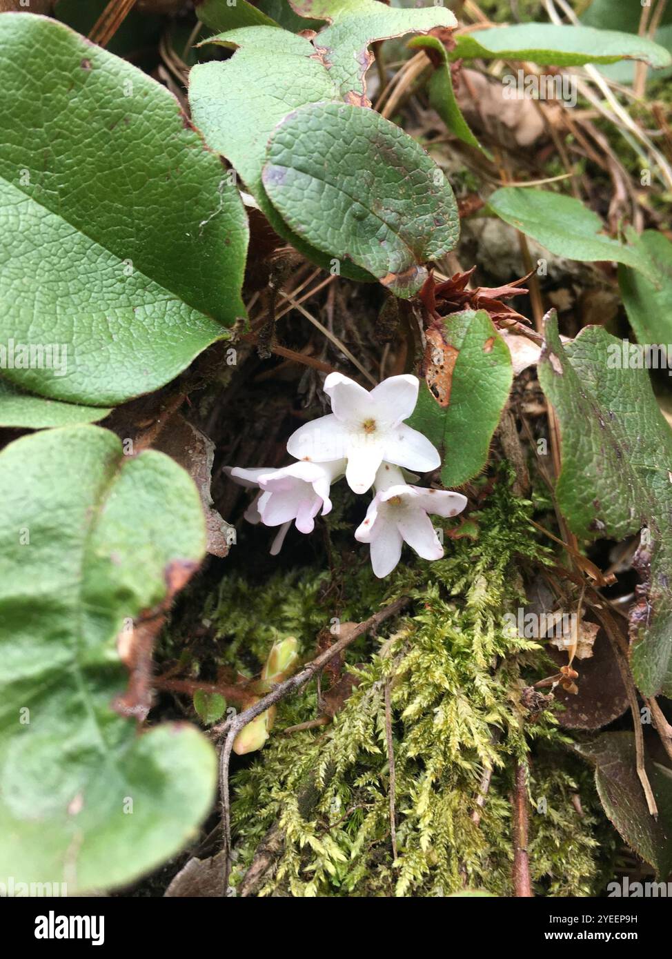 trailing arbutus (Epigaea repens Stock Photo - Alamy