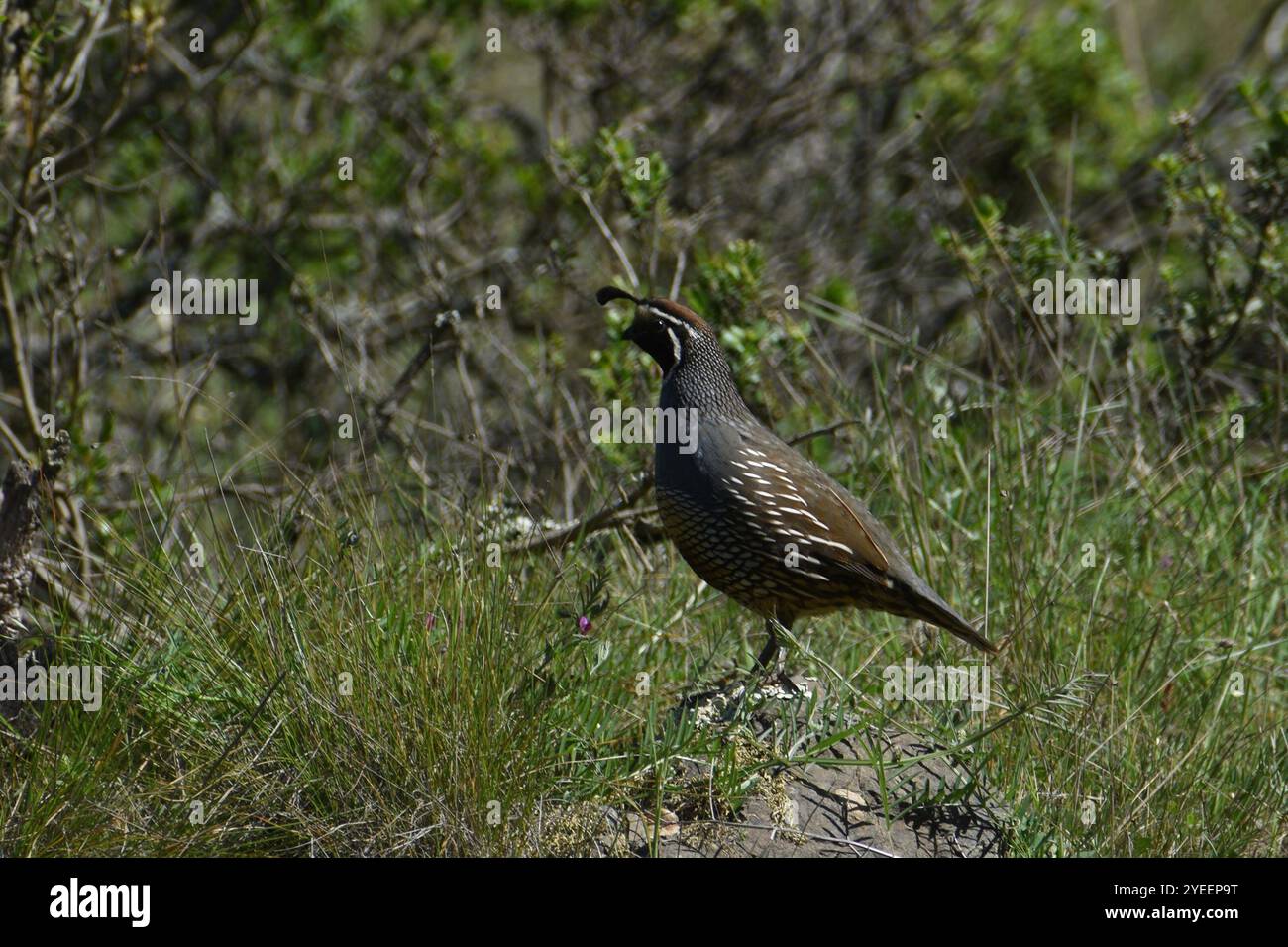 California Quail (Callipepla californica Stock Photo - Alamy