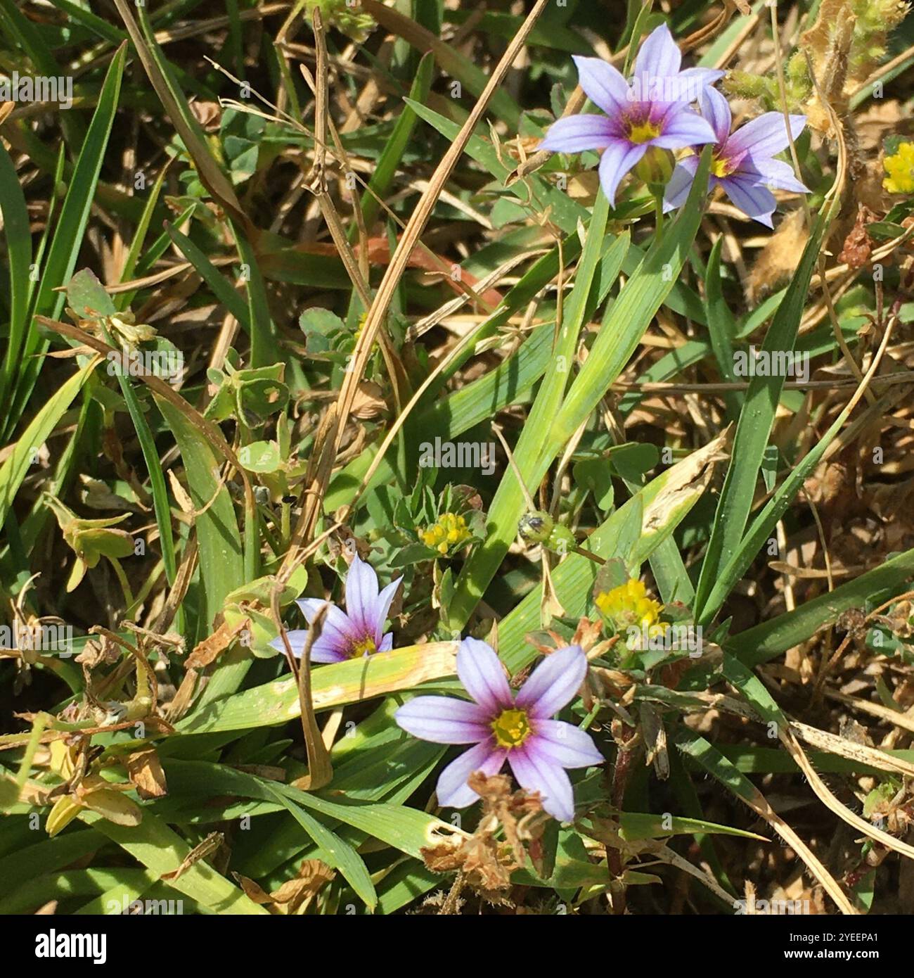 Pigroot hi-res stock photography and images - Alamy