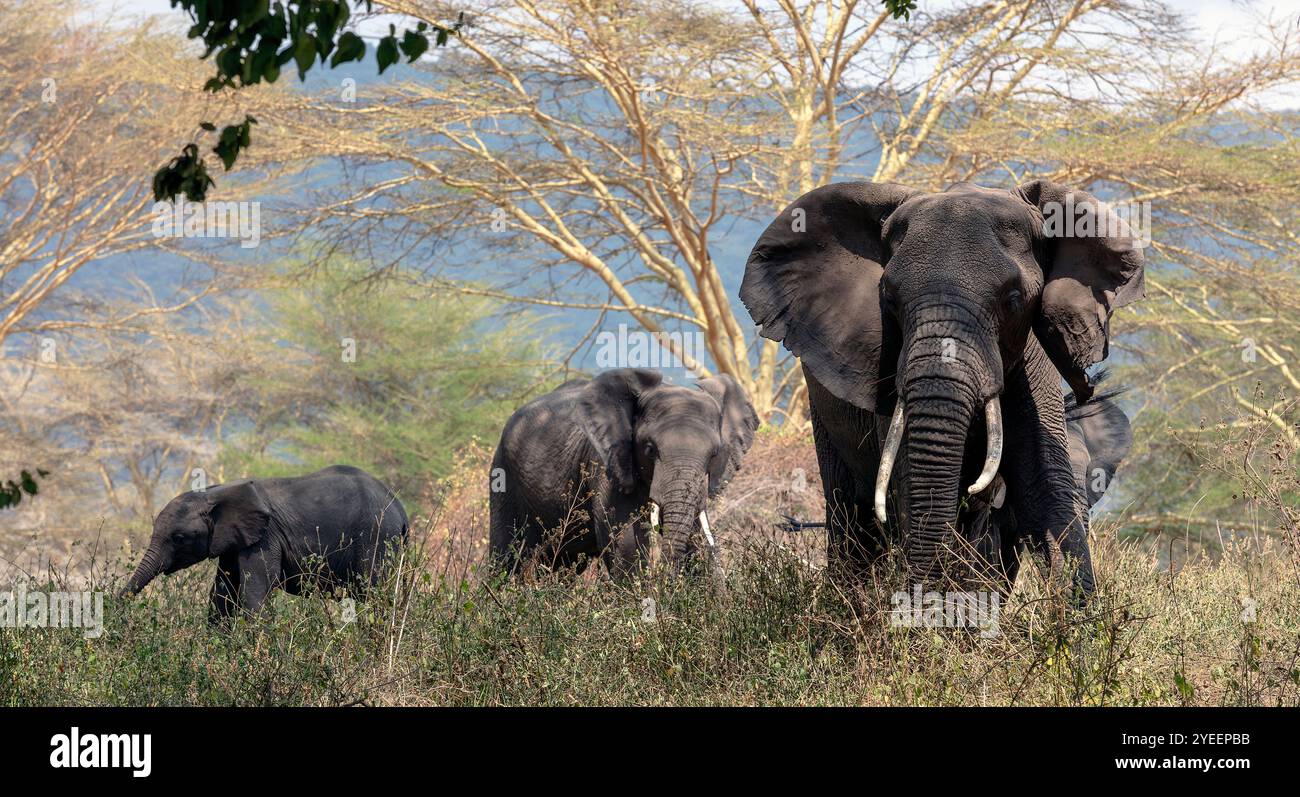 Bush in tanzania africa hi-res stock photography and images - Alamy
