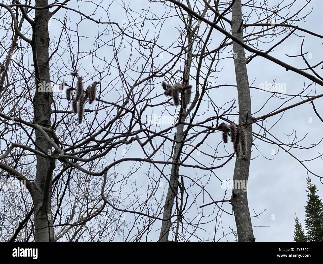 bigtooth aspen (Populus grandidentata Stock Photo - Alamy