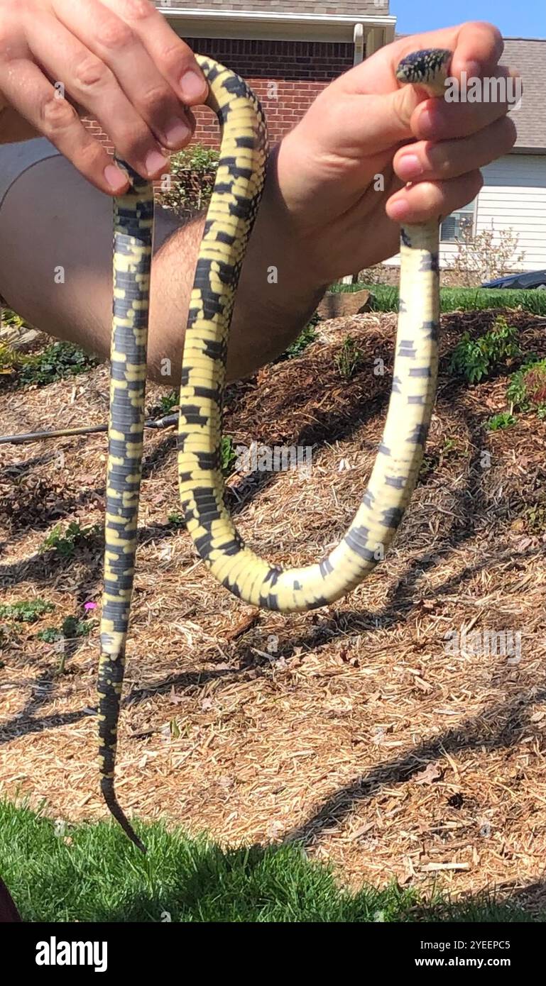Black kingsnake hi-res stock photography and images - Alamy
