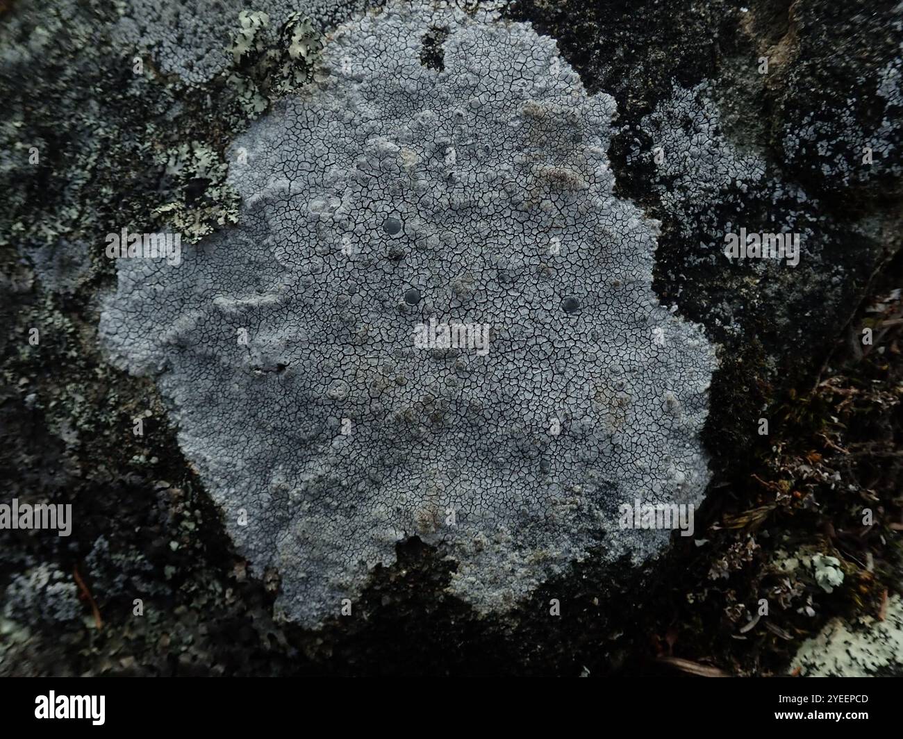 common lichens (Lecanoromycetes Stock Photo - Alamy