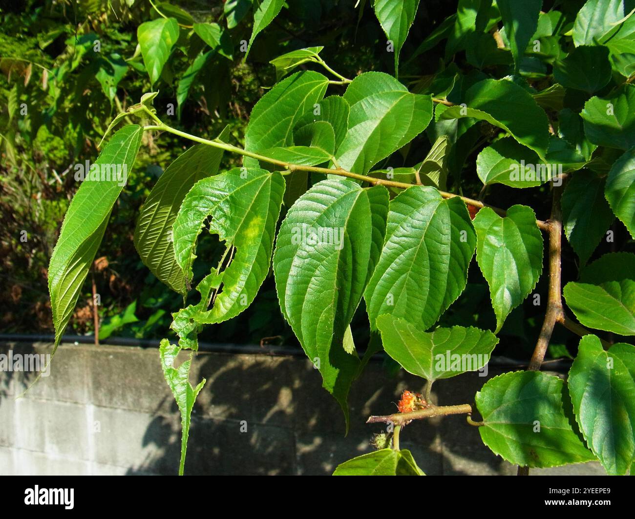 dwarf paper mulberry (Broussonetia monoica Stock Photo - Alamy