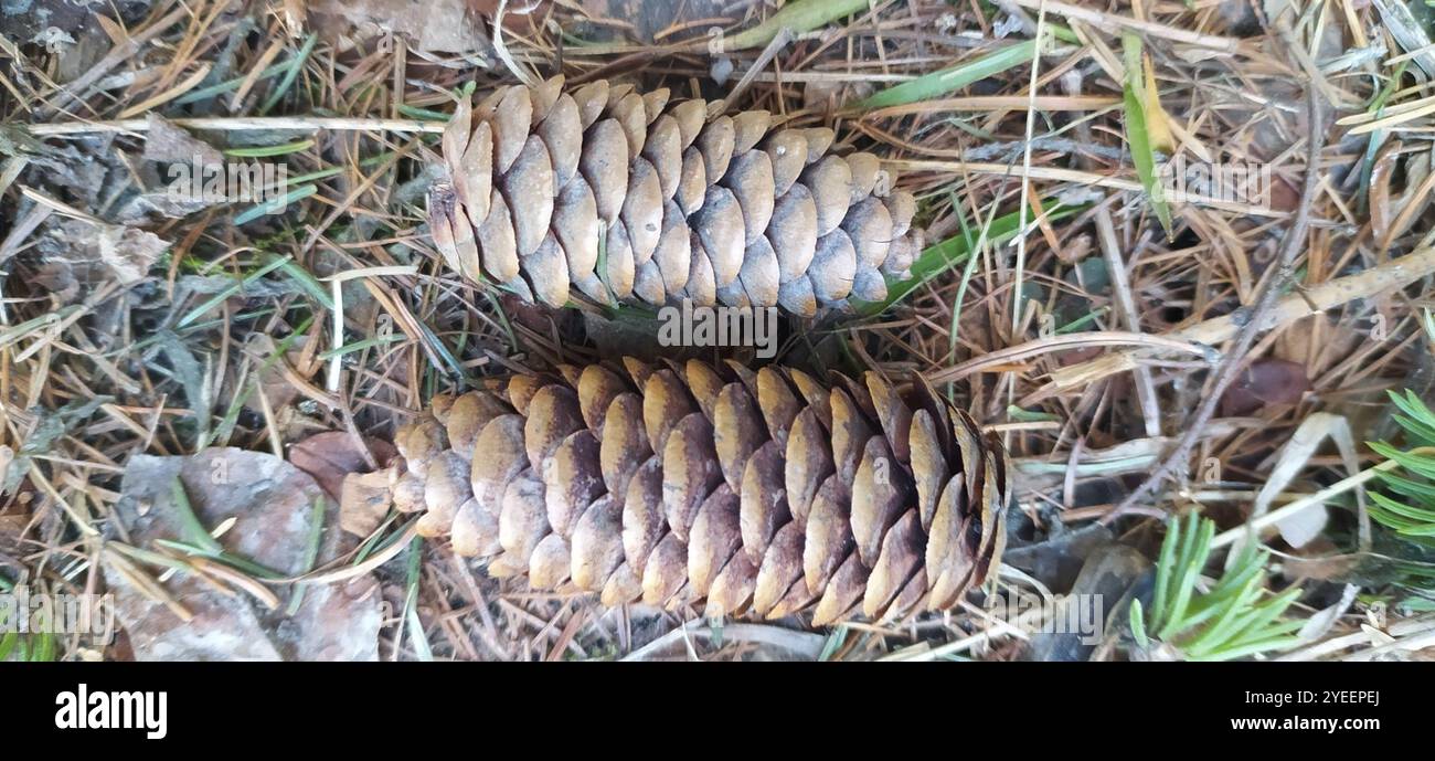 Siberian spruce (Picea obovata Stock Photo - Alamy