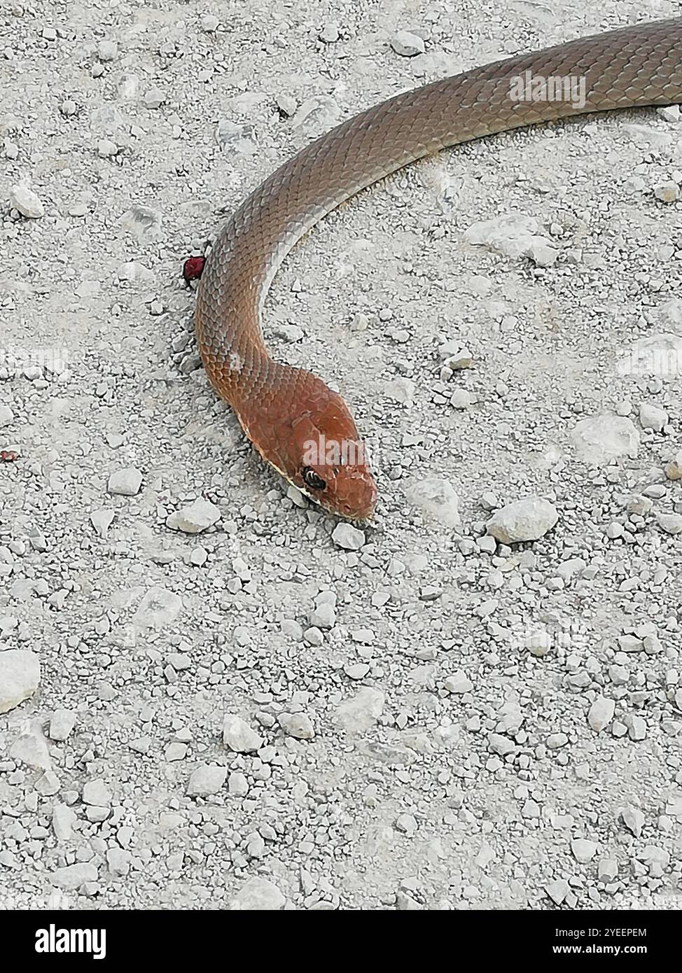 Neotropical Whip Snake (Masticophis mentovarius Stock Photo - Alamy