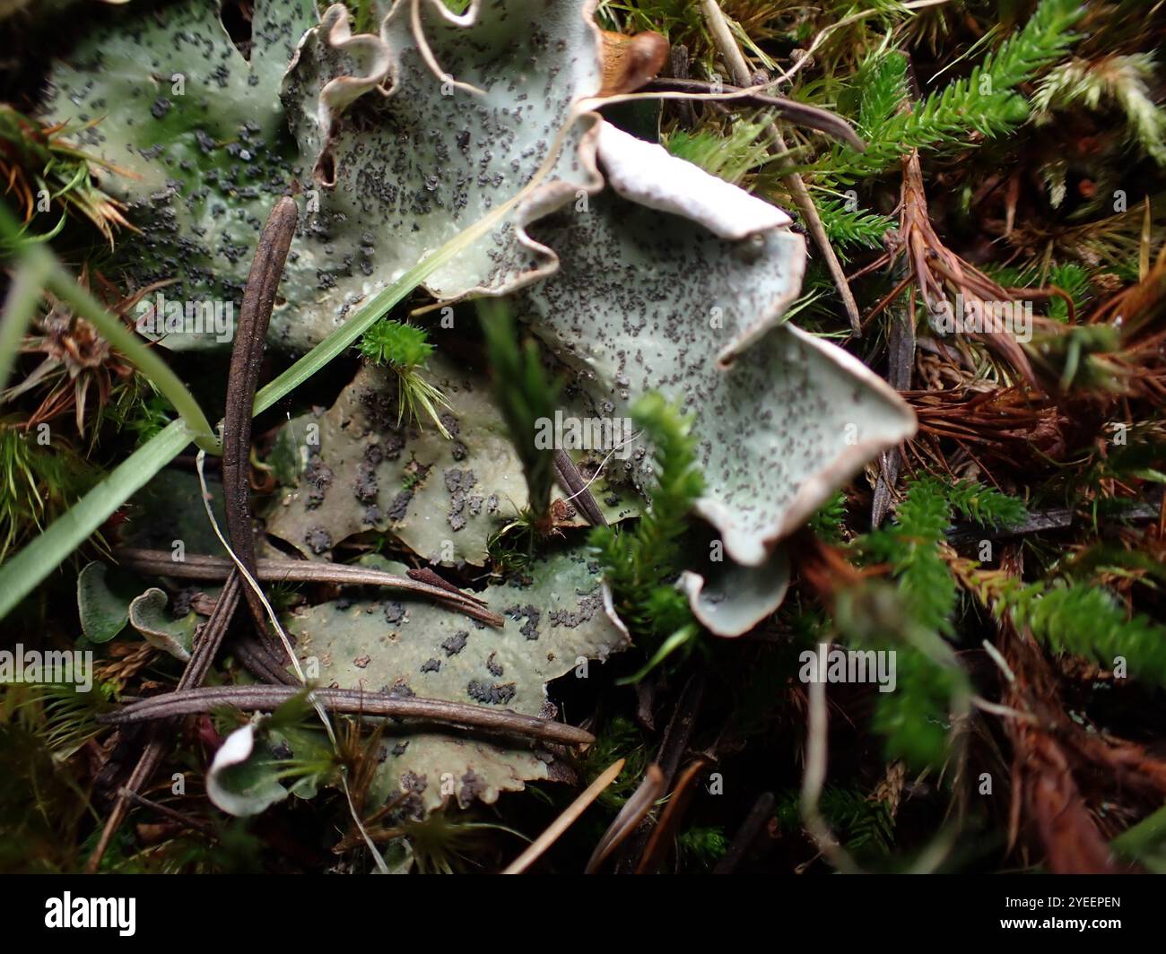 flaky freckle pelt lichen (Peltigera britannica Stock Photo - Alamy