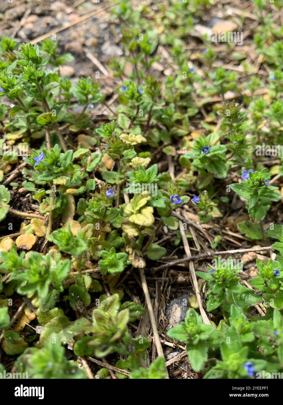 corn speedwell (Veronica arvensis Stock Photo - Alamy