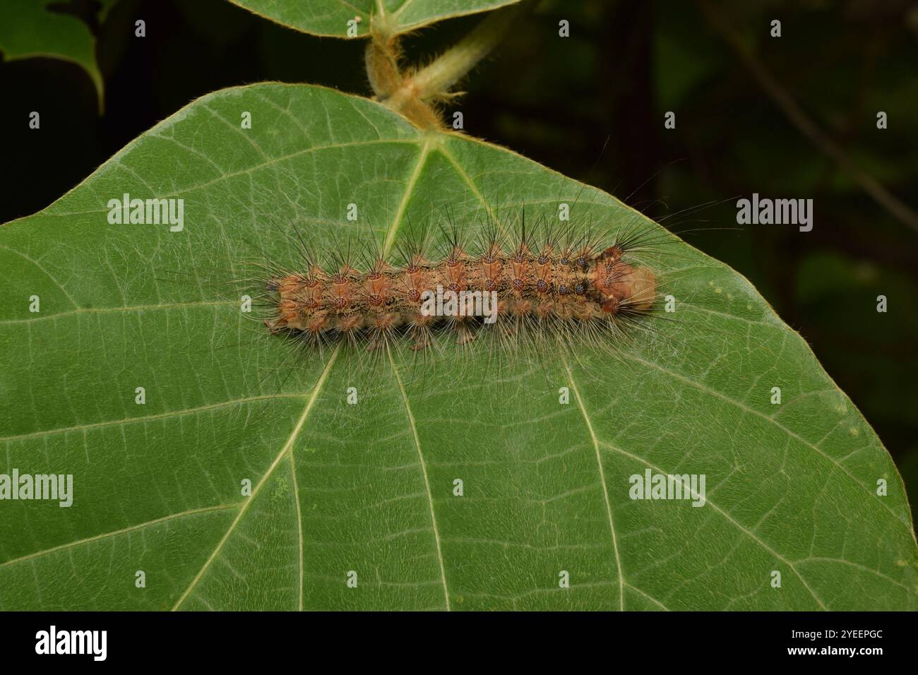 LDJ Moth (Lymantria dispar japonica Stock Photo - Alamy