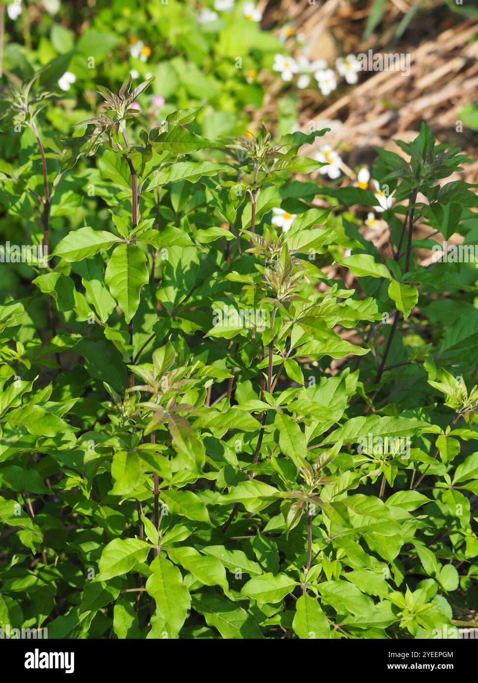 Five-leaved chaste tree (Vitex negundo Stock Photo - Alamy
