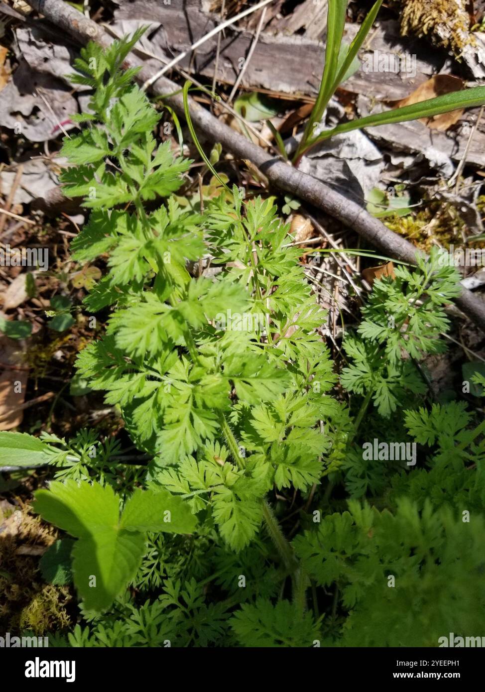 Chervils, Carrots, Hedgeparsleys and Allies (Scandiceae Stock Photo - Alamy