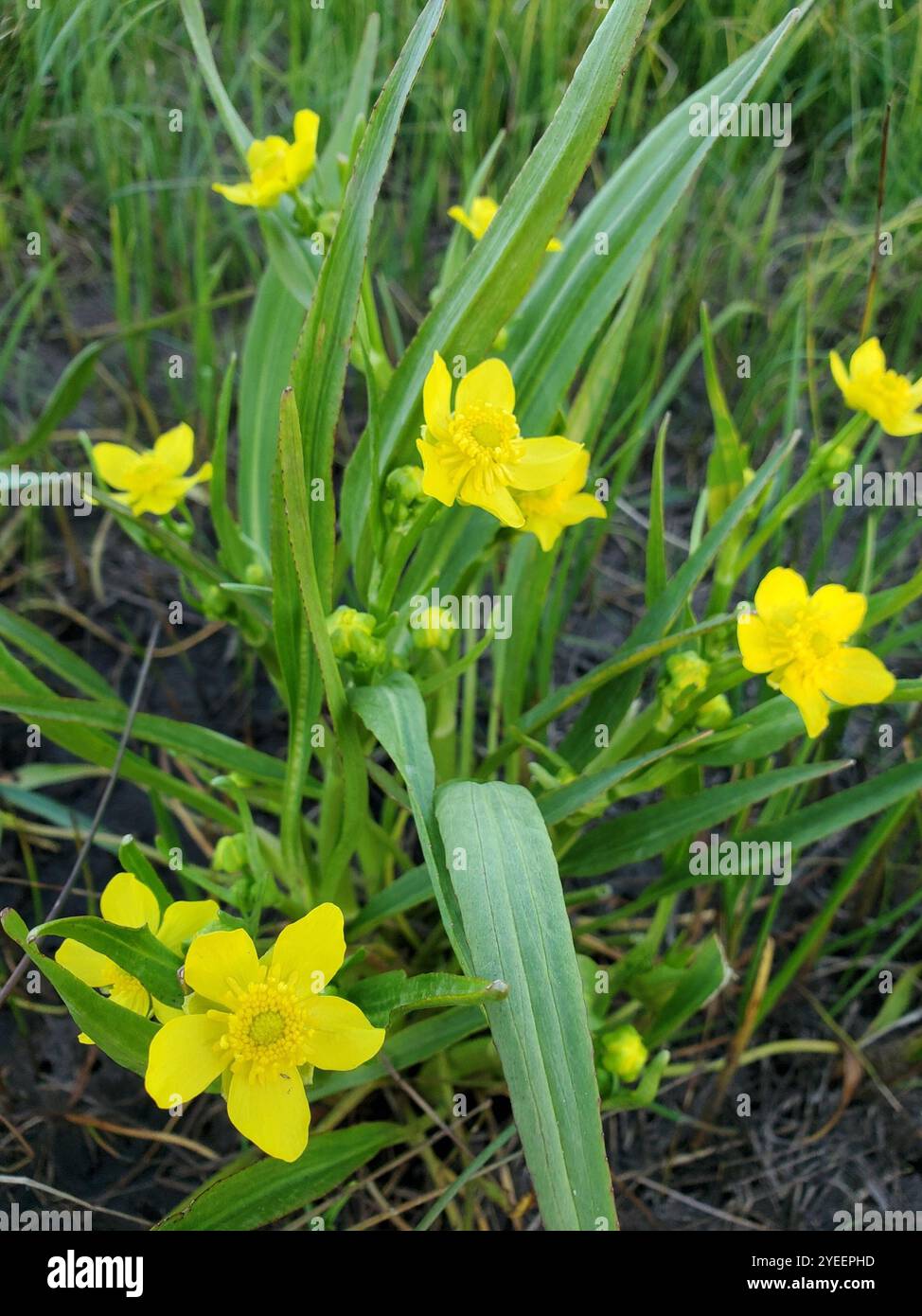 Plantainleaf buttercup hi-res stock photography and images - Alamy