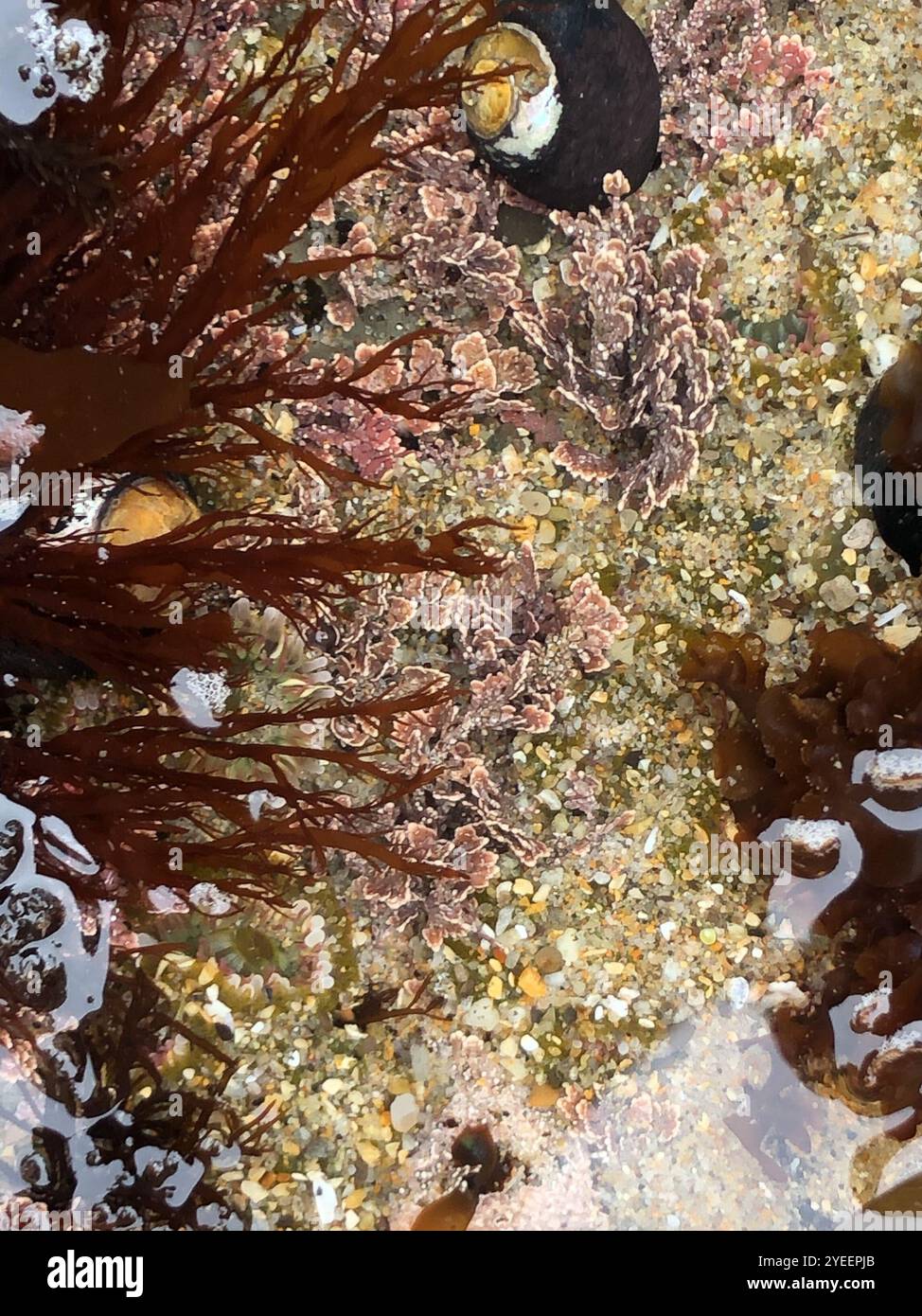 Prionitis hi-res stock photography and images - Alamy