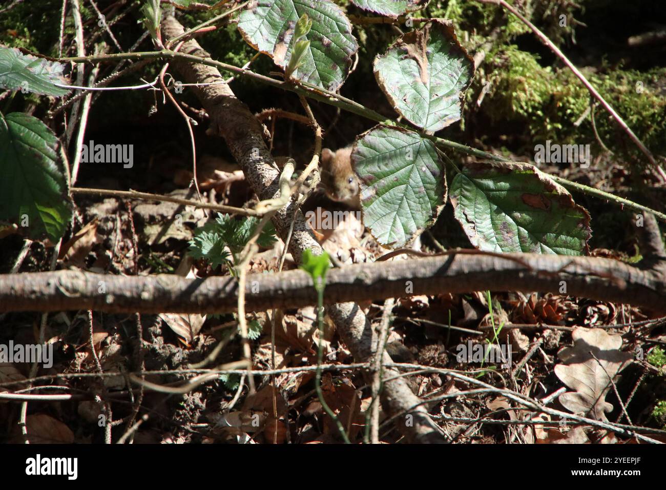 Mice, Rats, and Hamsters (Myomorpha Stock Photo - Alamy