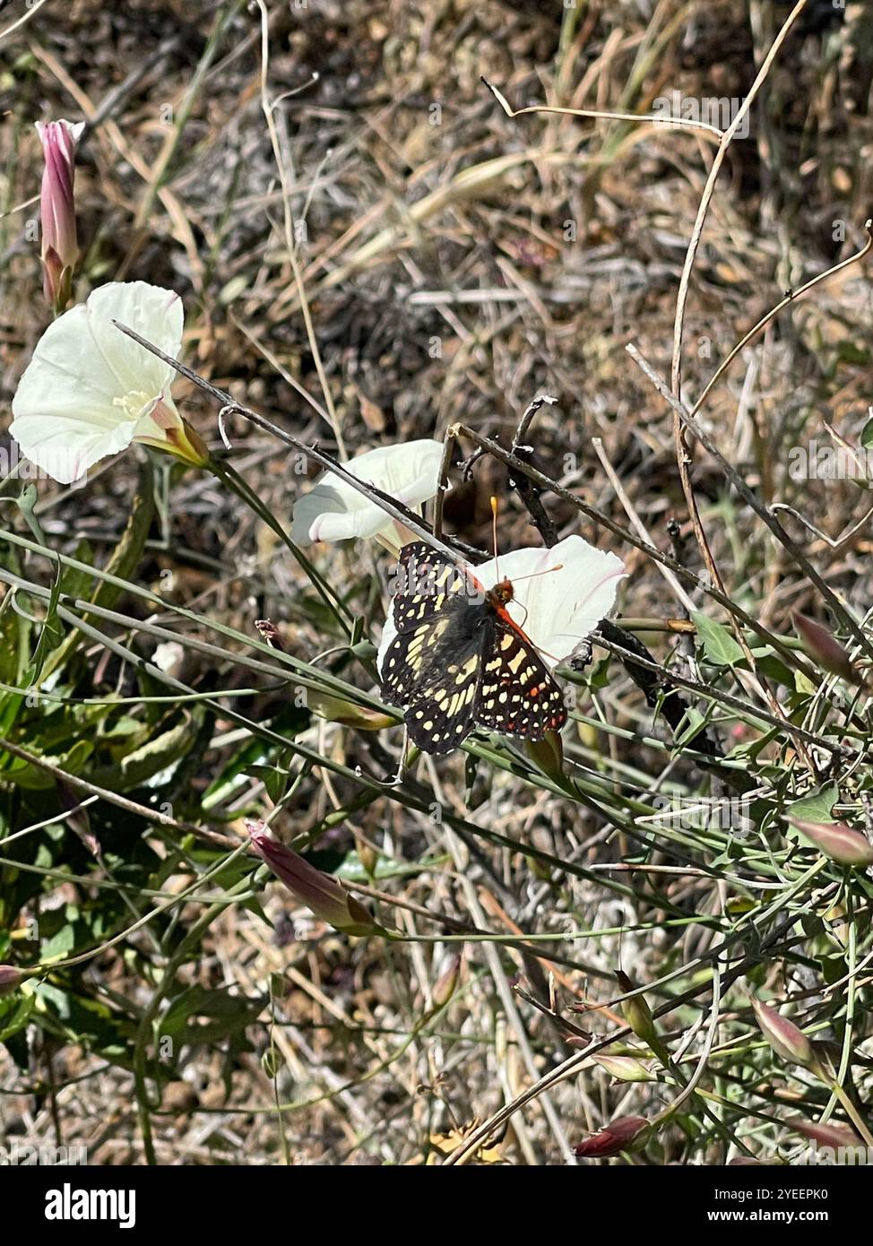 Pacific False Bindweed (Calystegia purpurata Stock Photo - Alamy