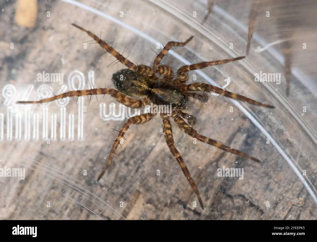 Thin-legged Wolf Spiders (Pardosa Stock Photo - Alamy