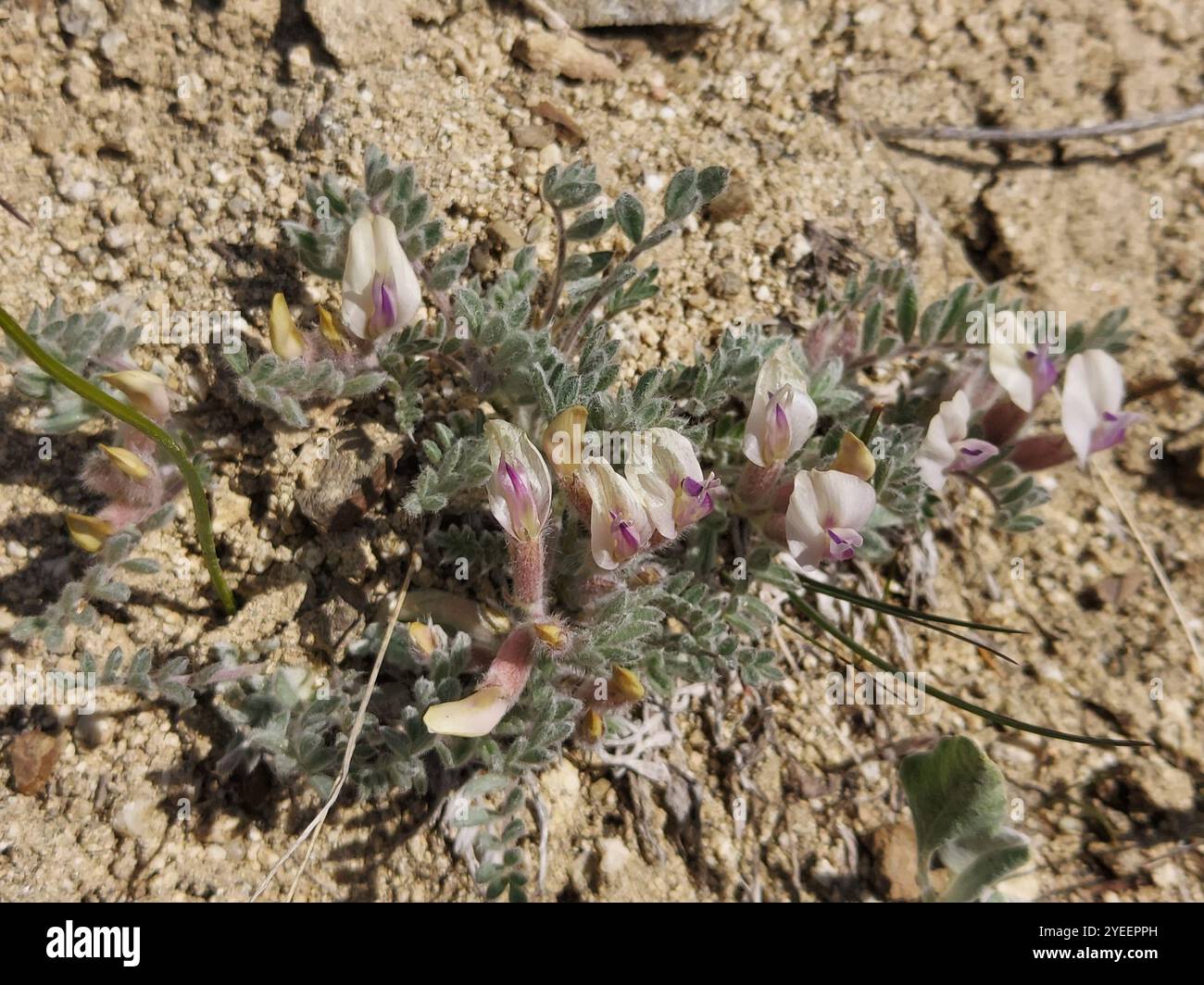 woollypod milkvetch (Astragalus purshii Stock Photo - Alamy