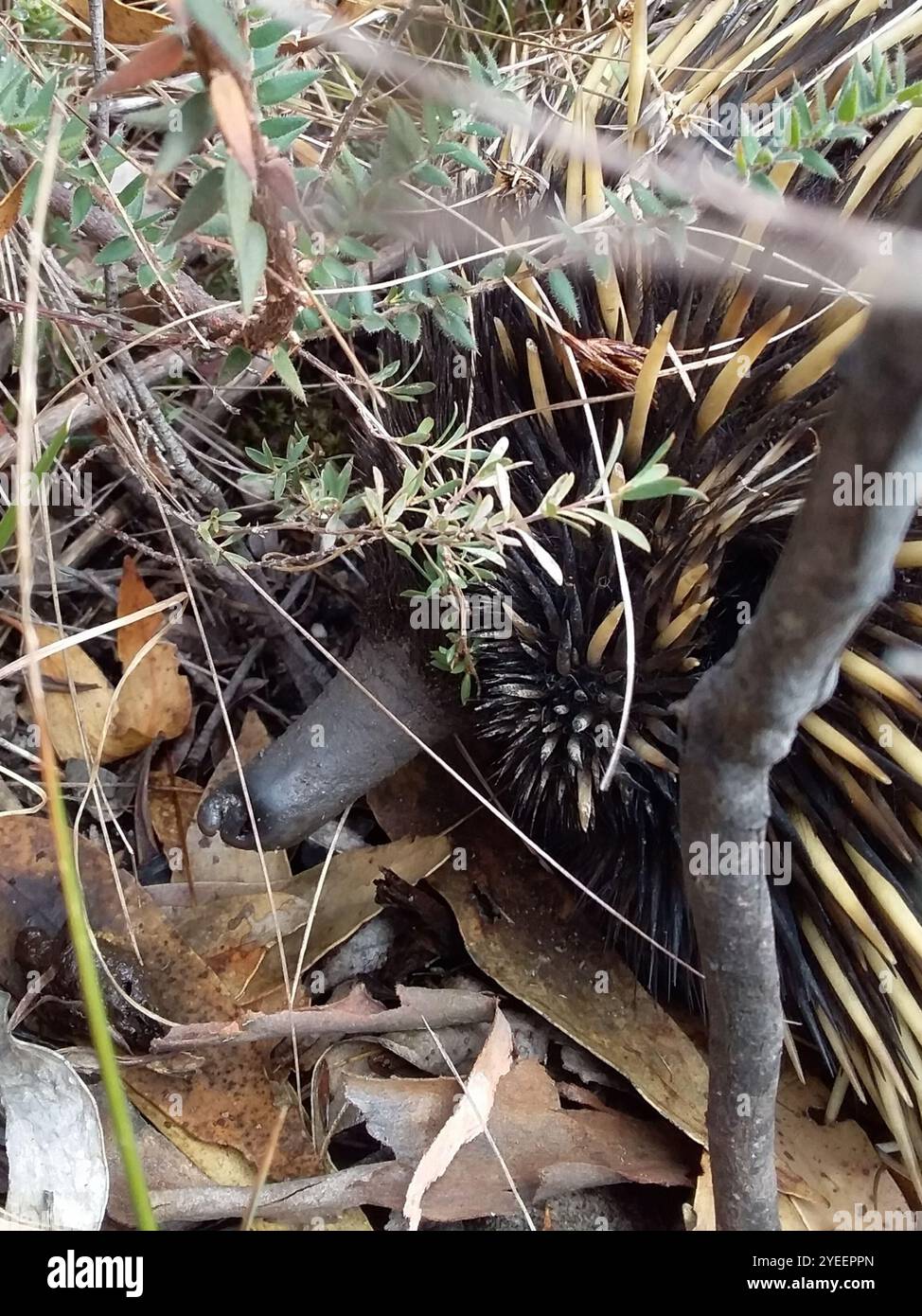 Short-beaked Echidna (Tachyglossus aculeatus Stock Photo - Alamy