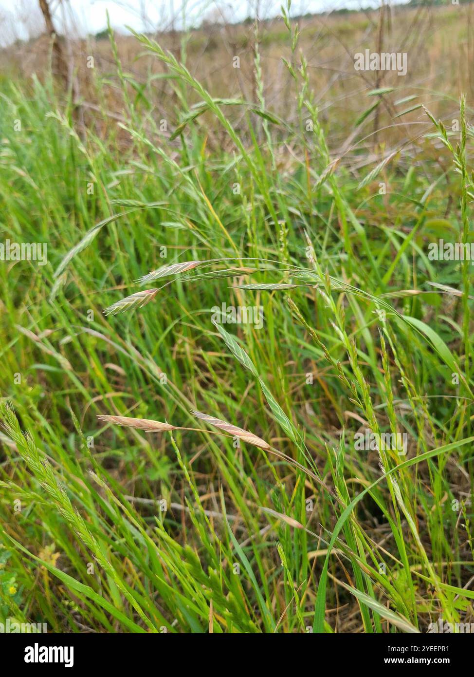 Japanese brome (Bromus japonicus Stock Photo - Alamy
