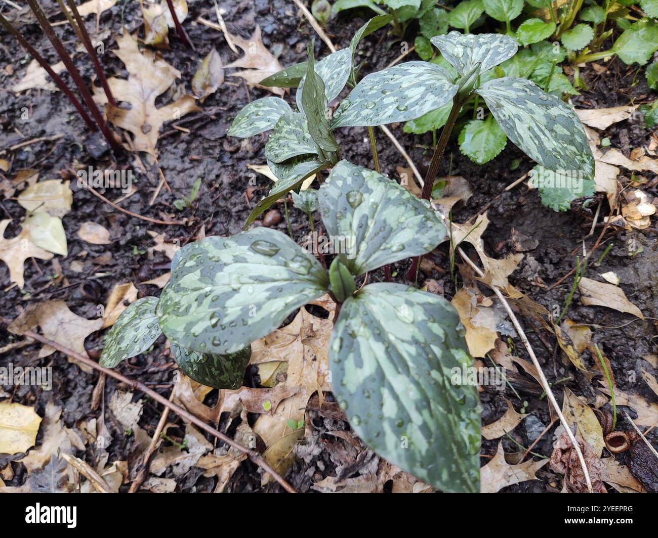 Trillium recurvatum recurvatum hi-res stock photography and images - Alamy