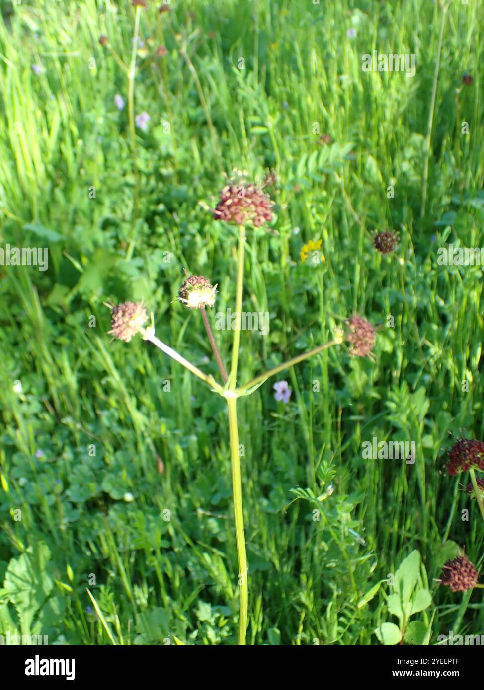 Purple Sanicle (Sanicula bipinnatifida Stock Photo - Alamy