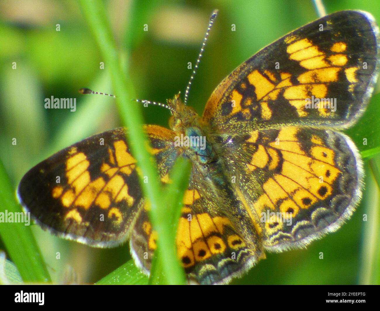 Pearl Crescent (Phyciodes tharos Stock Photo - Alamy