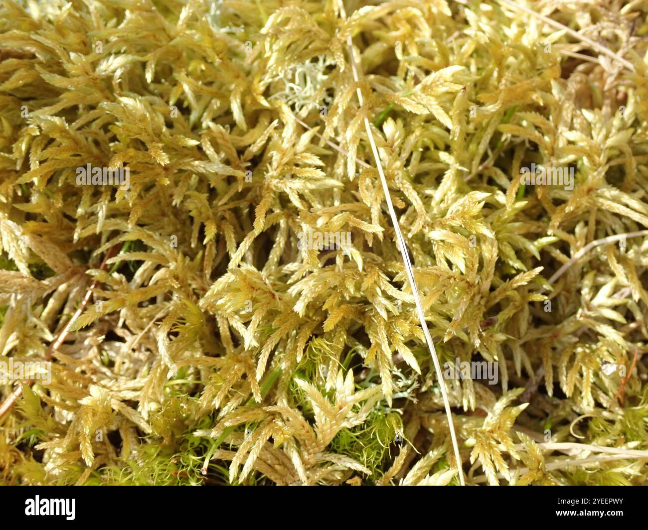 Pleurozium pleurozium schreberi hi-res stock photography and images - Alamy