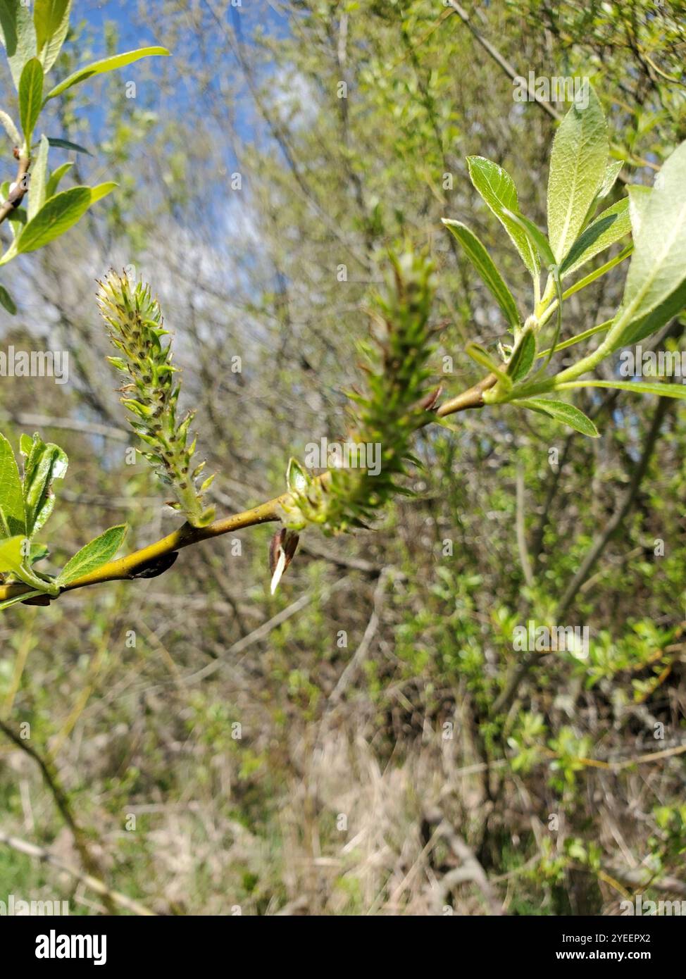 Sitka willow (Salix sitchensis Stock Photo - Alamy