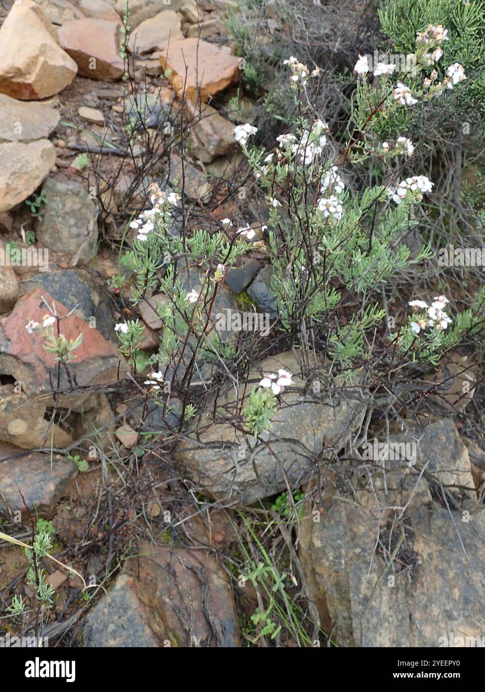 Cape Snow Bush (Eriocephalus africanus Stock Photo - Alamy